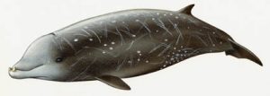 Ziphius cavirostris | Marine Mammal Research and Conservation Network ...