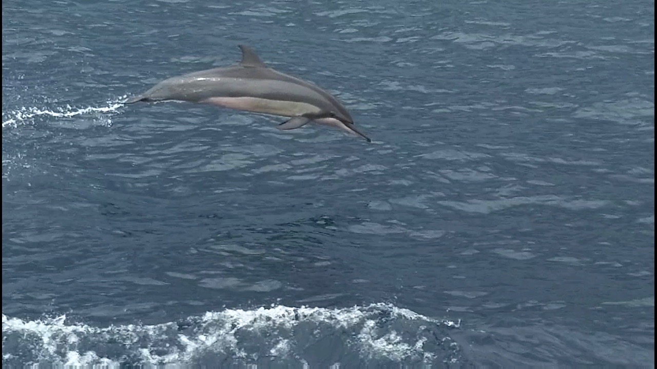 Stenella longirostris | Marine Mammal Research and Conservation Network ...
