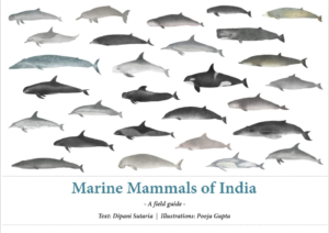 Identification Guide | Marine Mammal