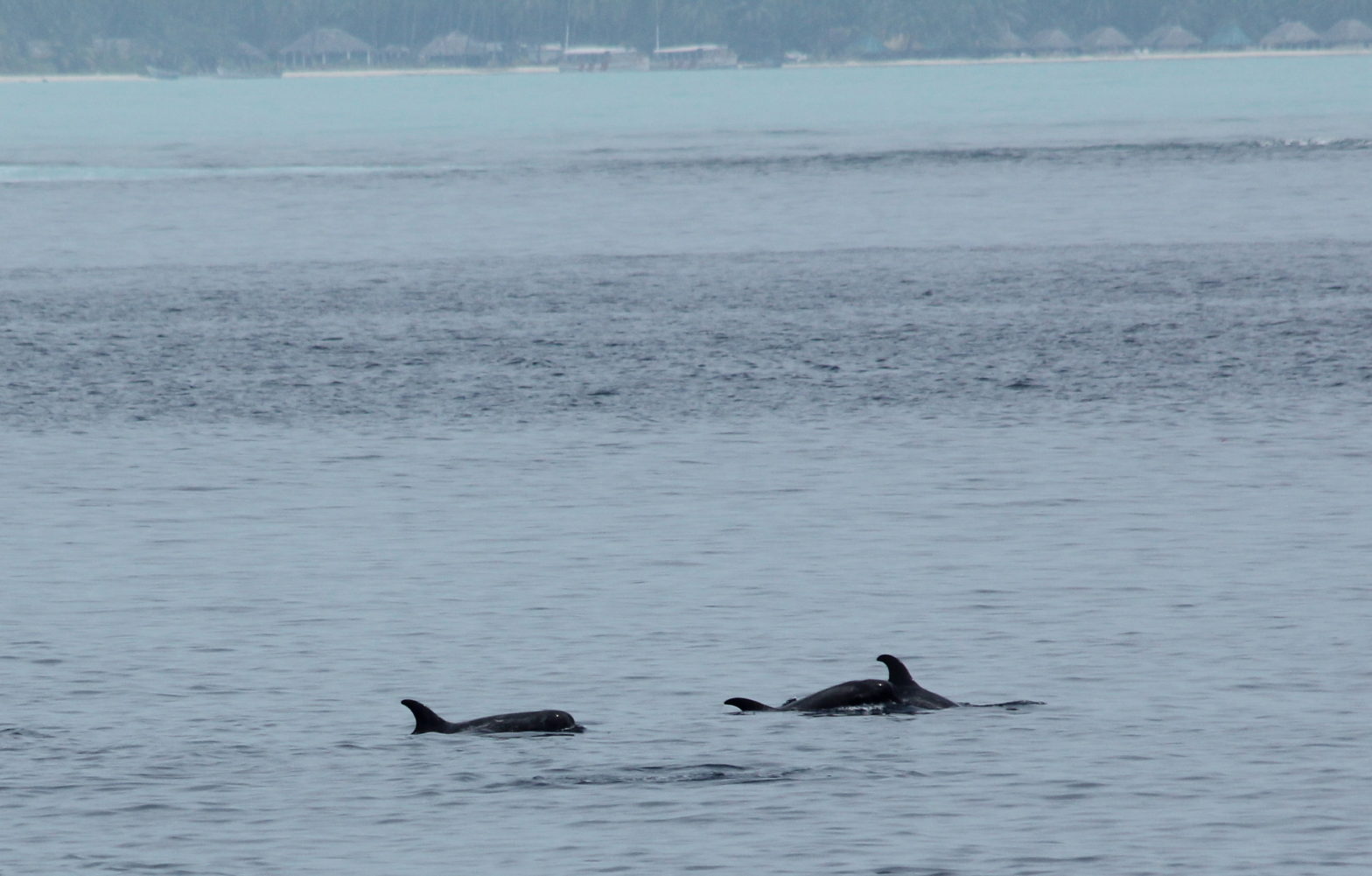 Grampus griseus | Marine Mammal Research and Conservation Network of India